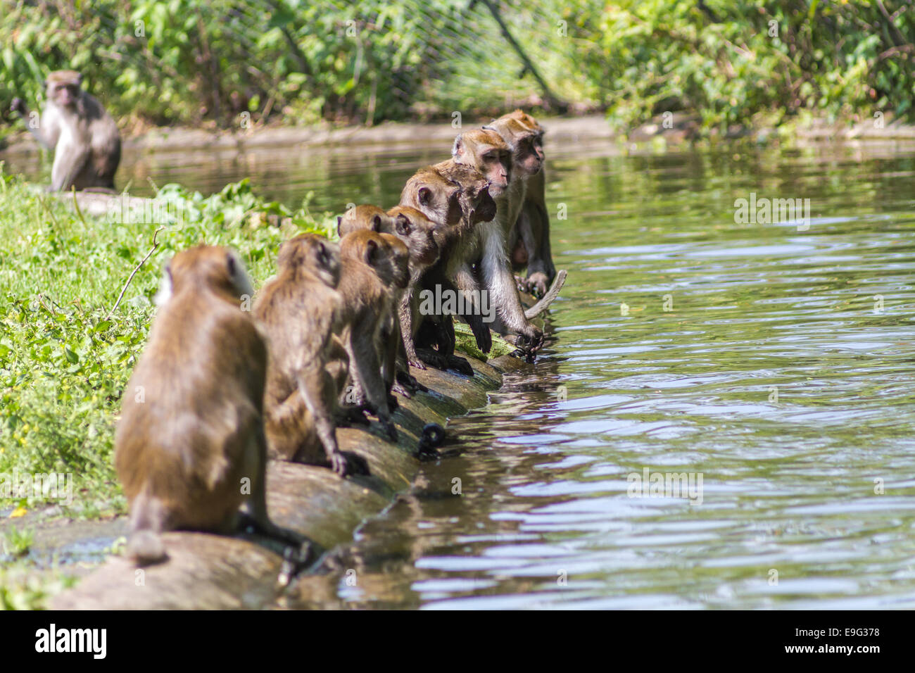 Le scimmie saltano immagini e fotografie stock ad alta risoluzione - Alamy