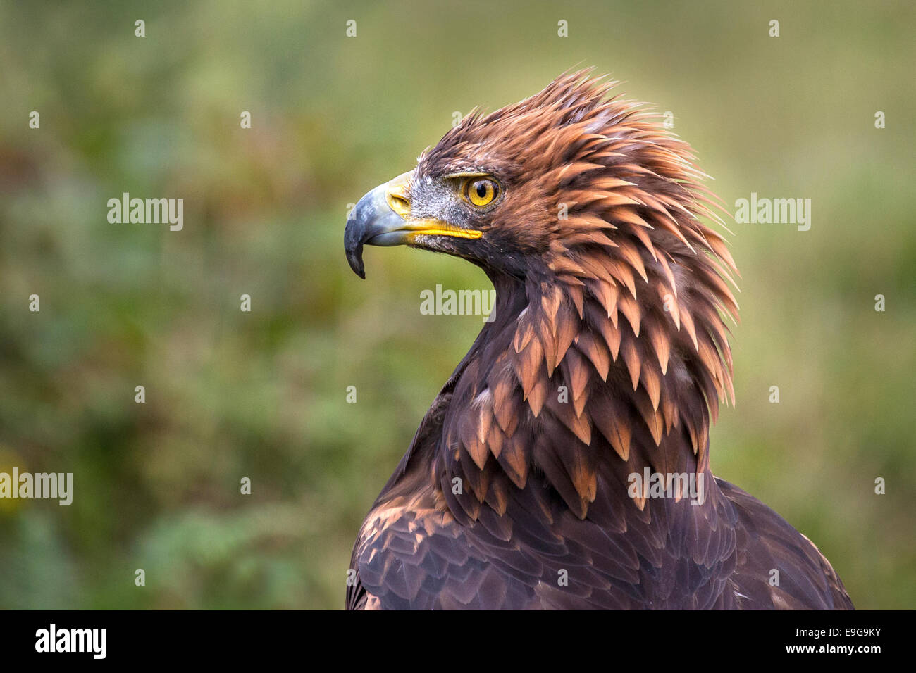 Aquila reale immagini e fotografie stock ad alta risoluzione - Alamy
