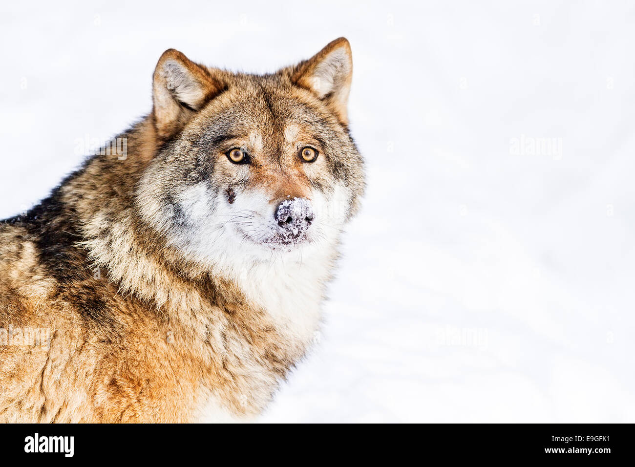 Lupo eurasiatico immagini e fotografie stock ad alta risoluzione - Alamy