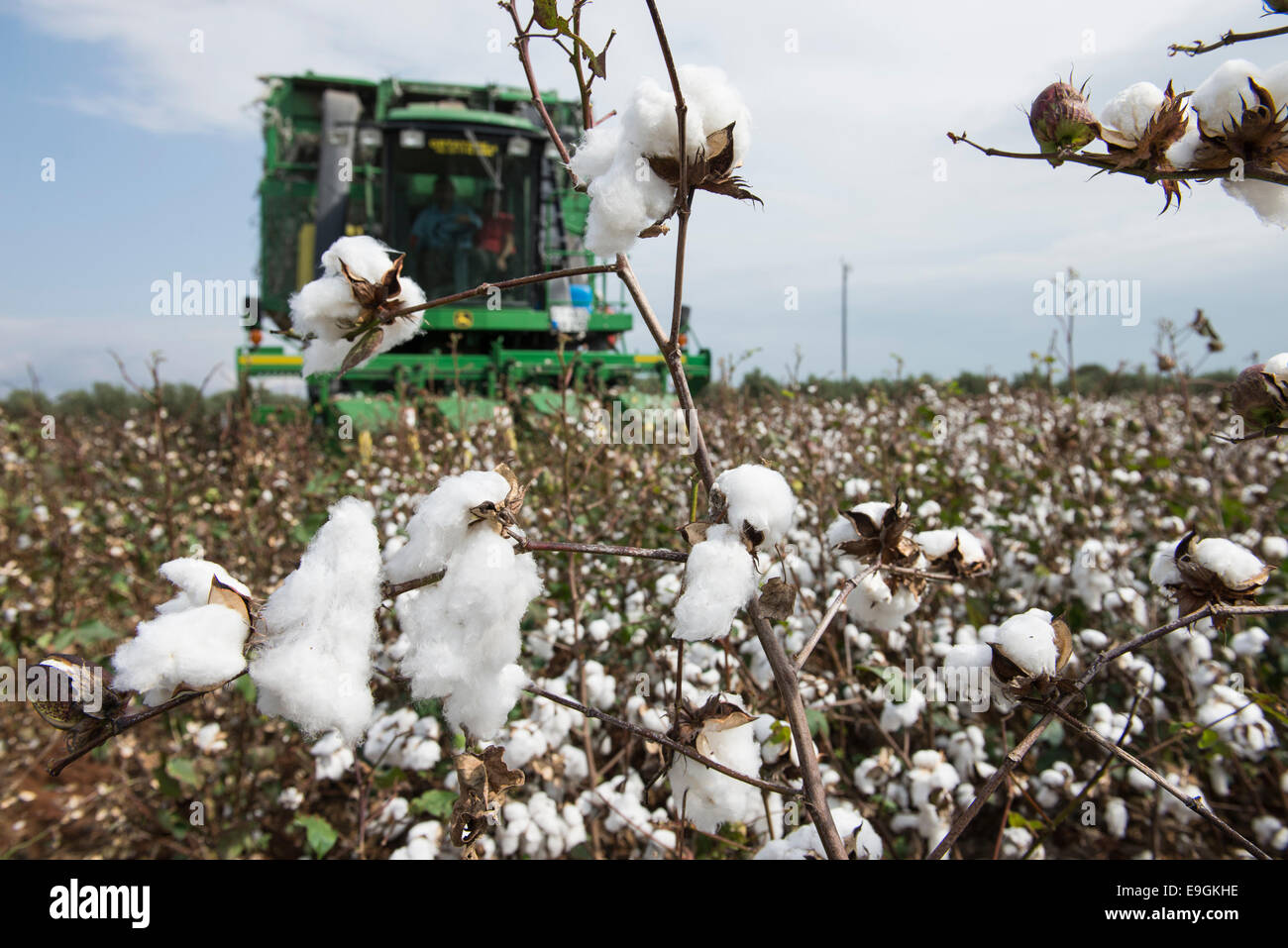 Cotton harvester immagini e fotografie stock ad alta risoluzione - Alamy