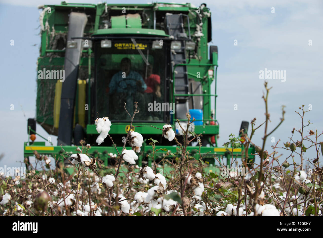 Turchia, Asmali, nei pressi di Adana, il raccolto di cotone ...