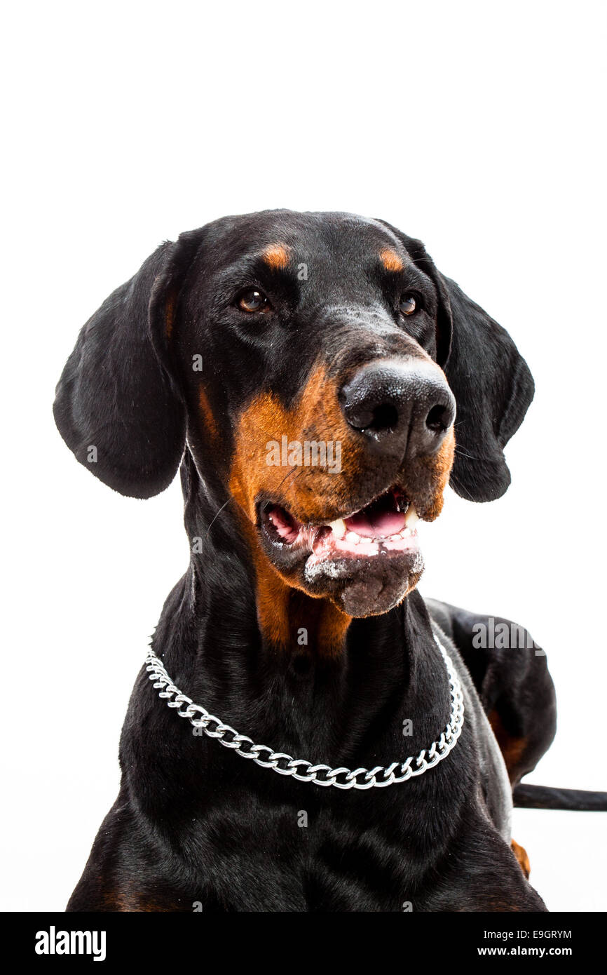 Doberman pinscher isolated on white immagini e fotografie stock ad alta ...