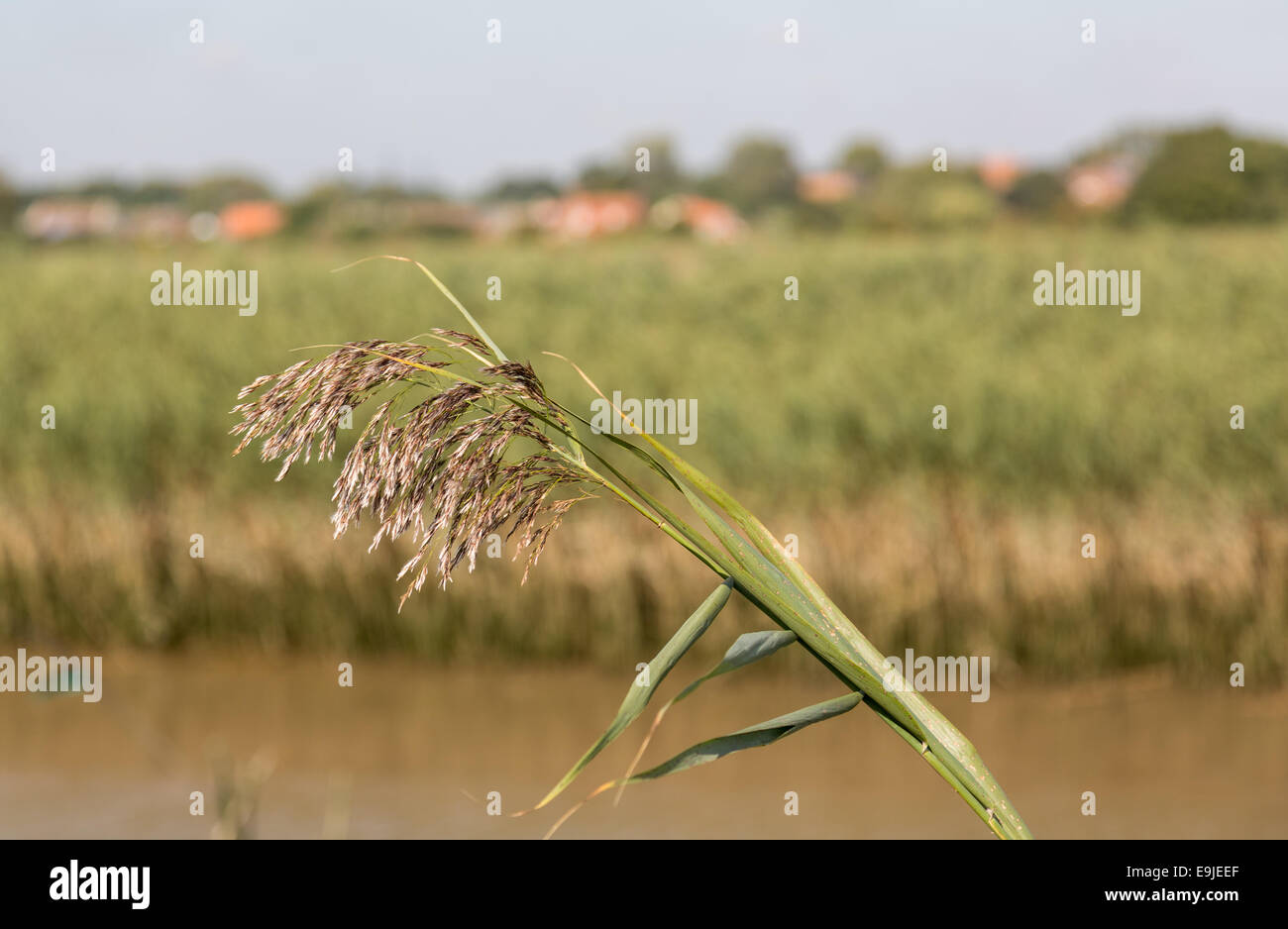 Campo di orzo alla luce del sole immagini e fotografie stock ad alta ...