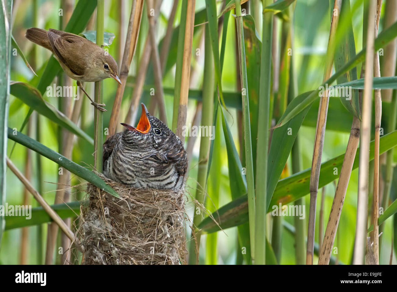 Cuculo adulto al nido immagini e fotografie stock ad alta risoluzione ...