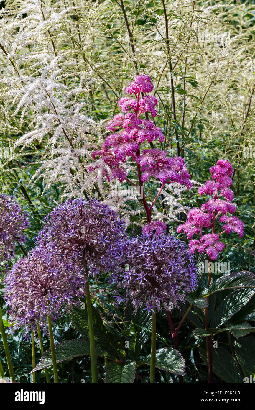Rodgersia pinnata superba immagini e fotografie stock ad alta ...