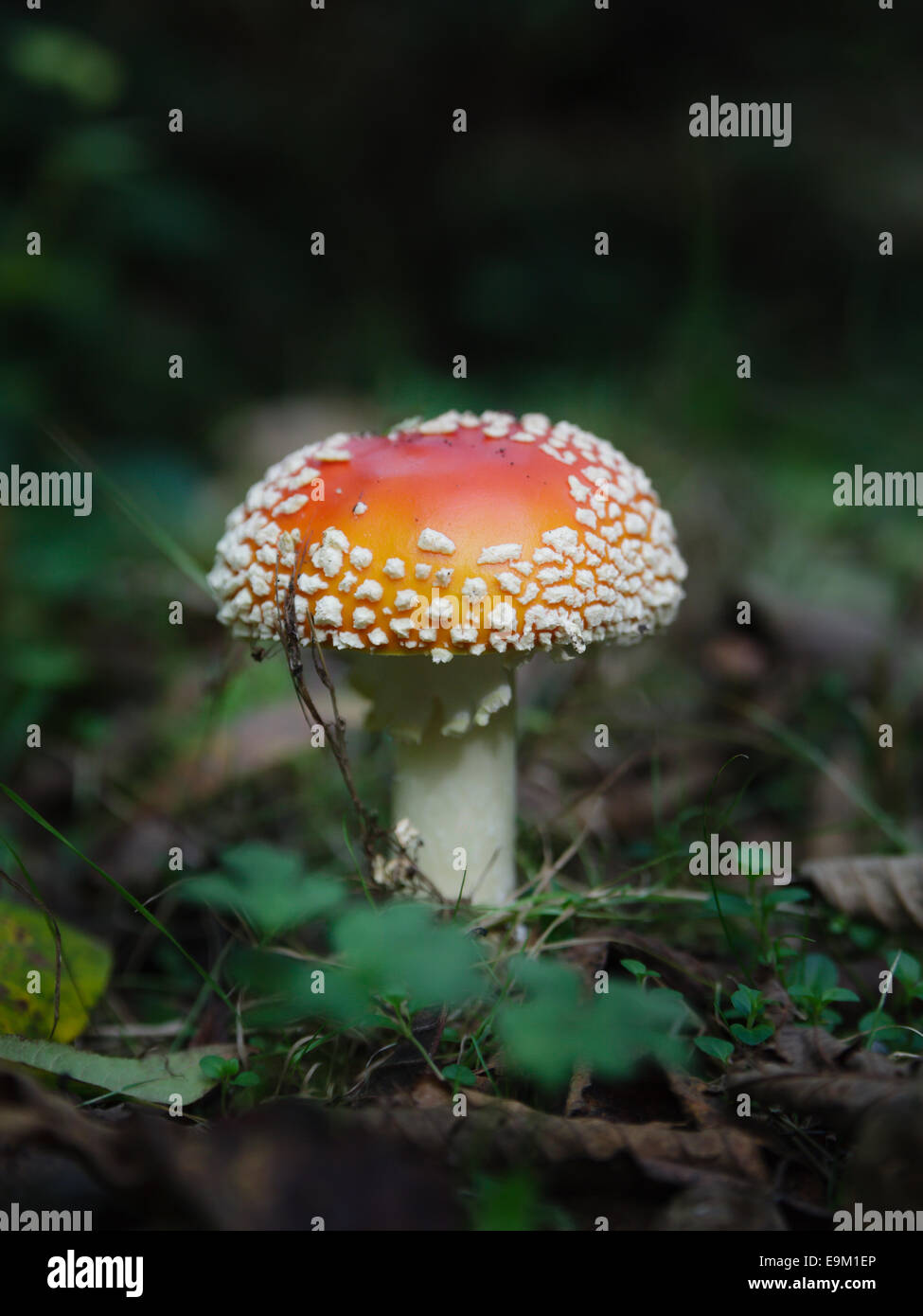 Amanita muscaria comune noto come agarico immagini e fotografie stock ...