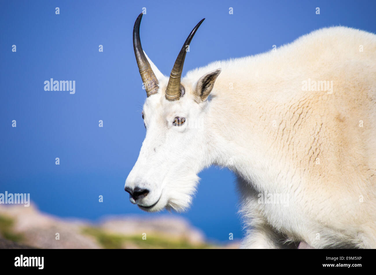 Capra montana immagini e fotografie stock ad alta risoluzione - Alamy