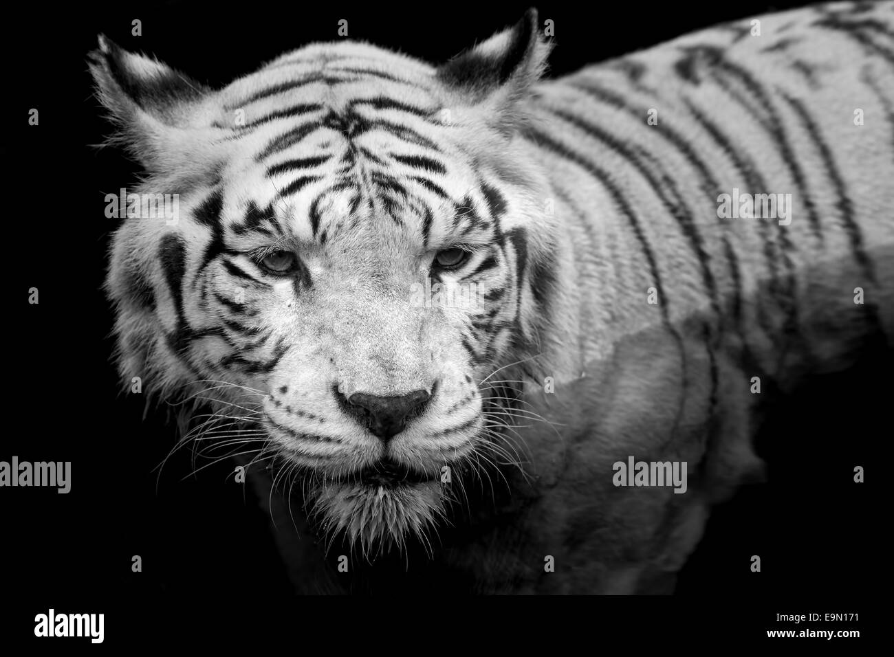 Faccia di tigre Foto e Immagini Stock in Bianco e Nero - Alamy