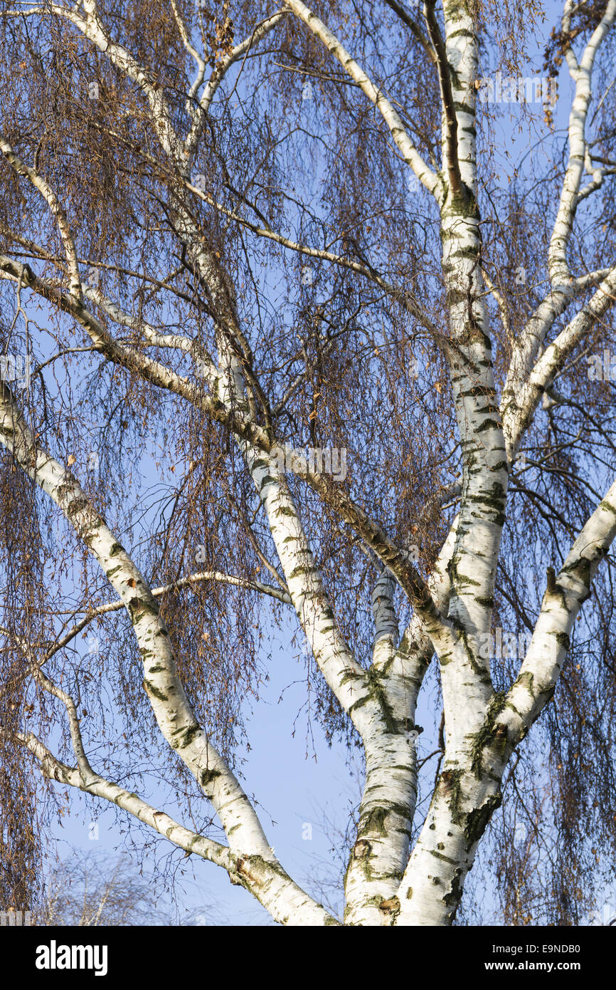 Vista di angolo basso betulla bianca immagini e fotografie stock ad ...