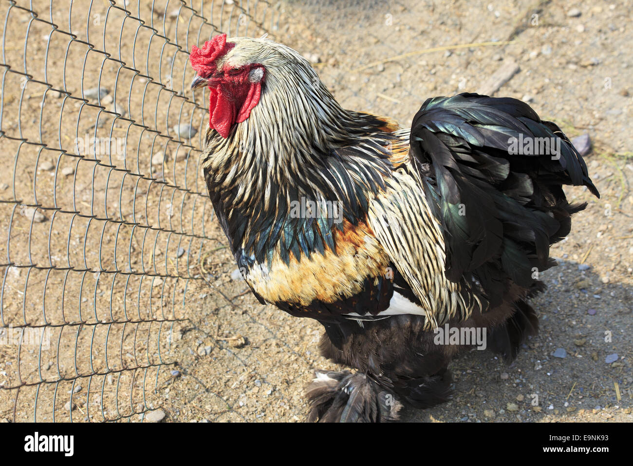 Brahma chicken immagini e fotografie stock ad alta risoluzione - Alamy