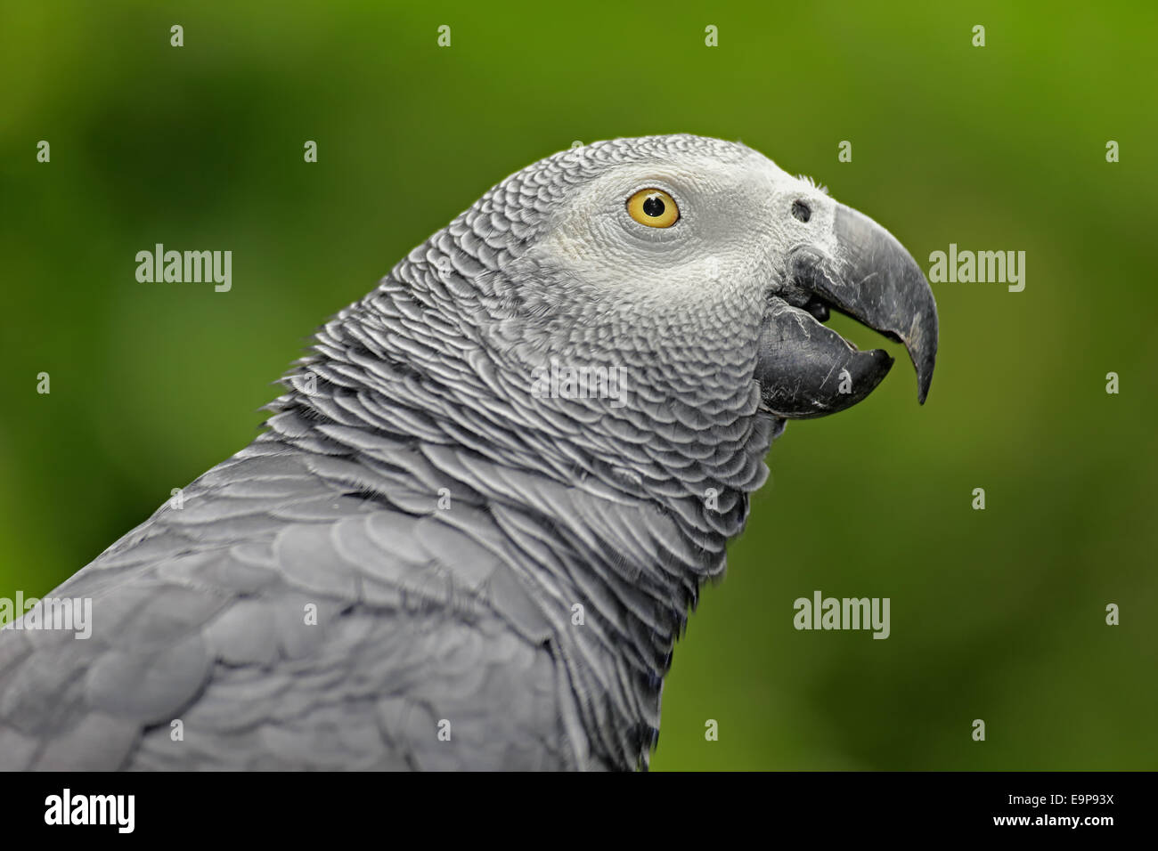 Pappagallo grigio africano (Psittacus erithacus timneh) adulto, close ...