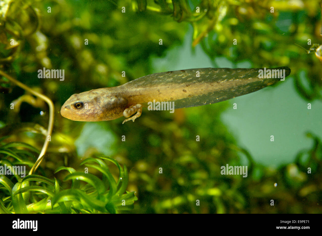 Girini di rana temporaria immagini e fotografie stock ad alta ...