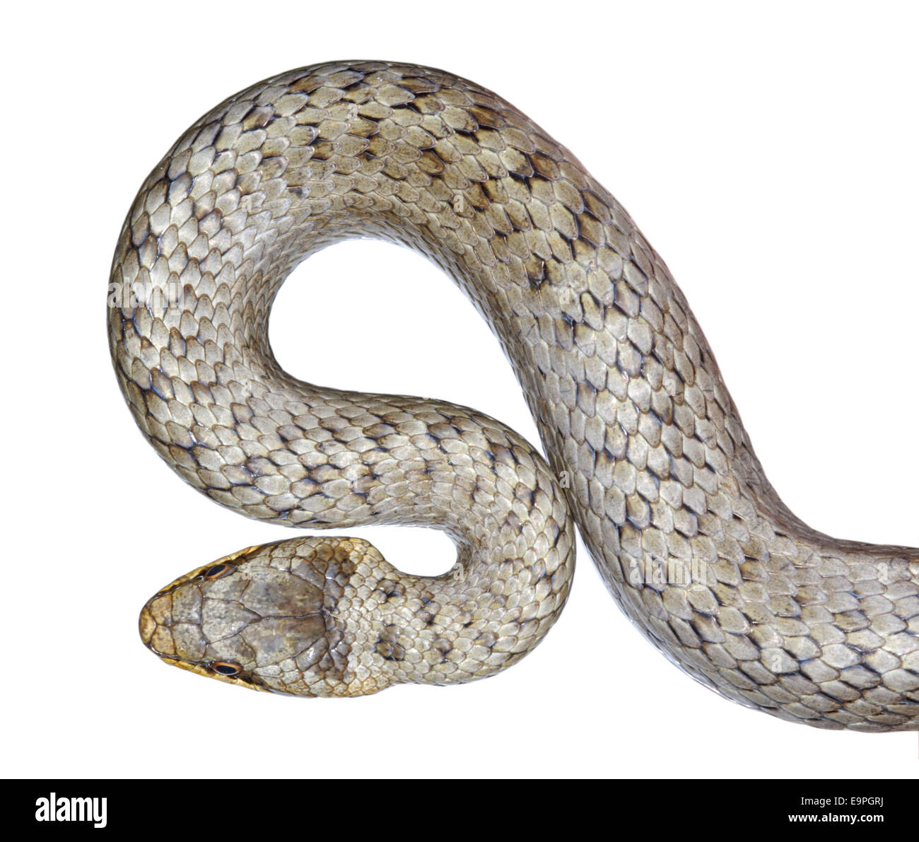 Testa di serpente liscia immagini e fotografie stock ad alta ...