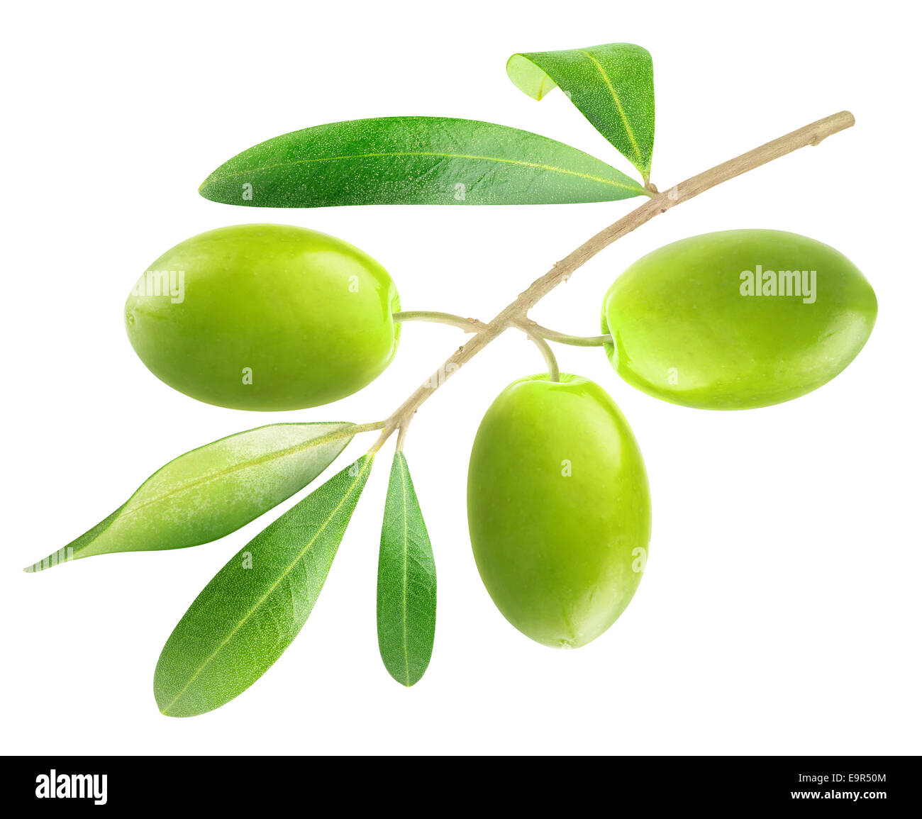 Ramo di ulivo con olive Immagini senza sfondo e Foto Stock ritagliate ...