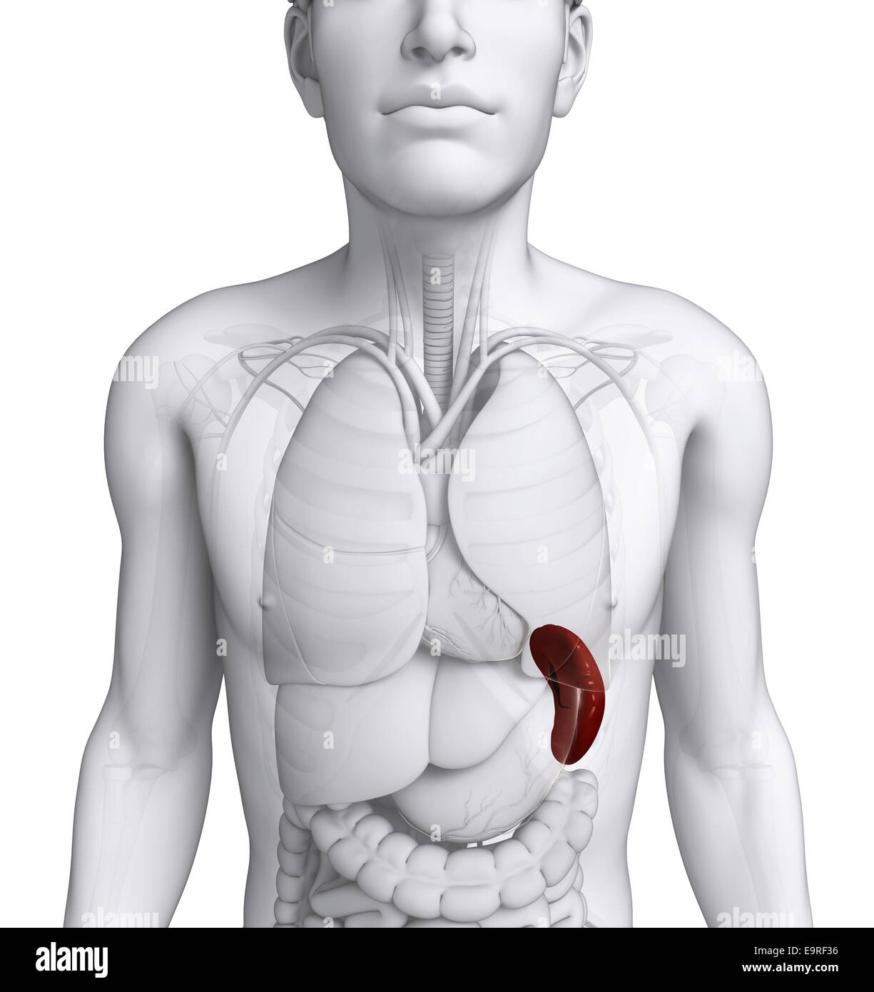 Spleen anatomy immagini e fotografie stock ad alta risoluzione - Alamy