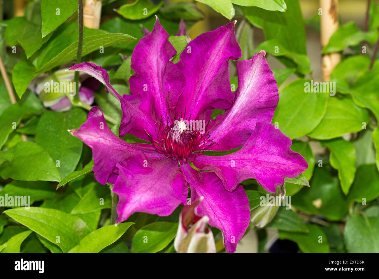 Pianta rampicante a fioritura primaverile immagini e fotografie stock ...