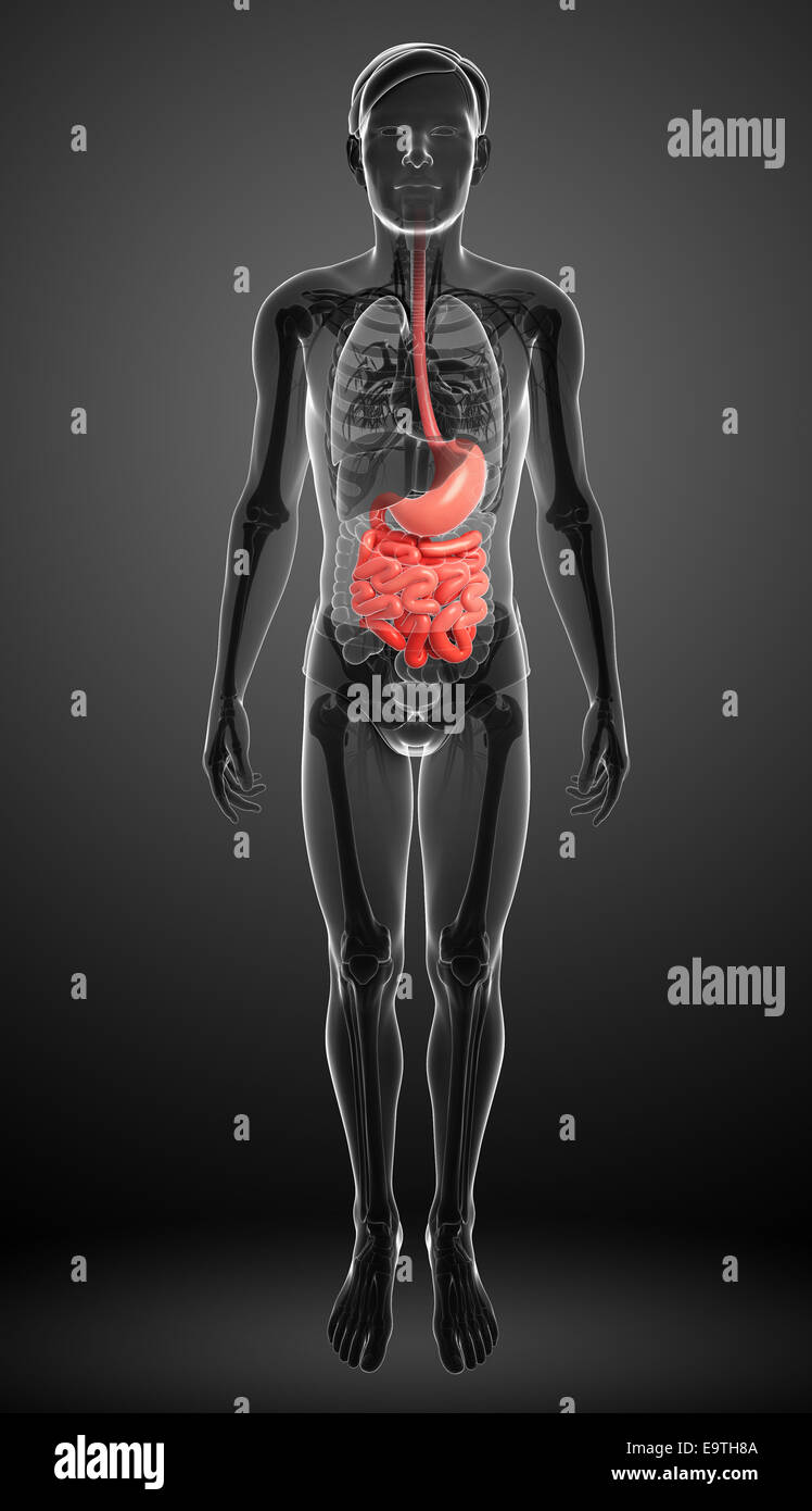 Anatomia del piccolo intestino immagini e fotografie stock ad alta ...