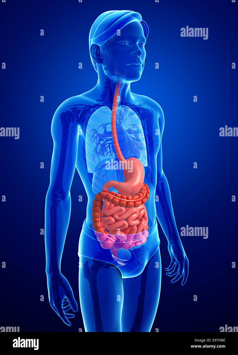 Anatomia addome maschile immagini e fotografie stock ad alta ...