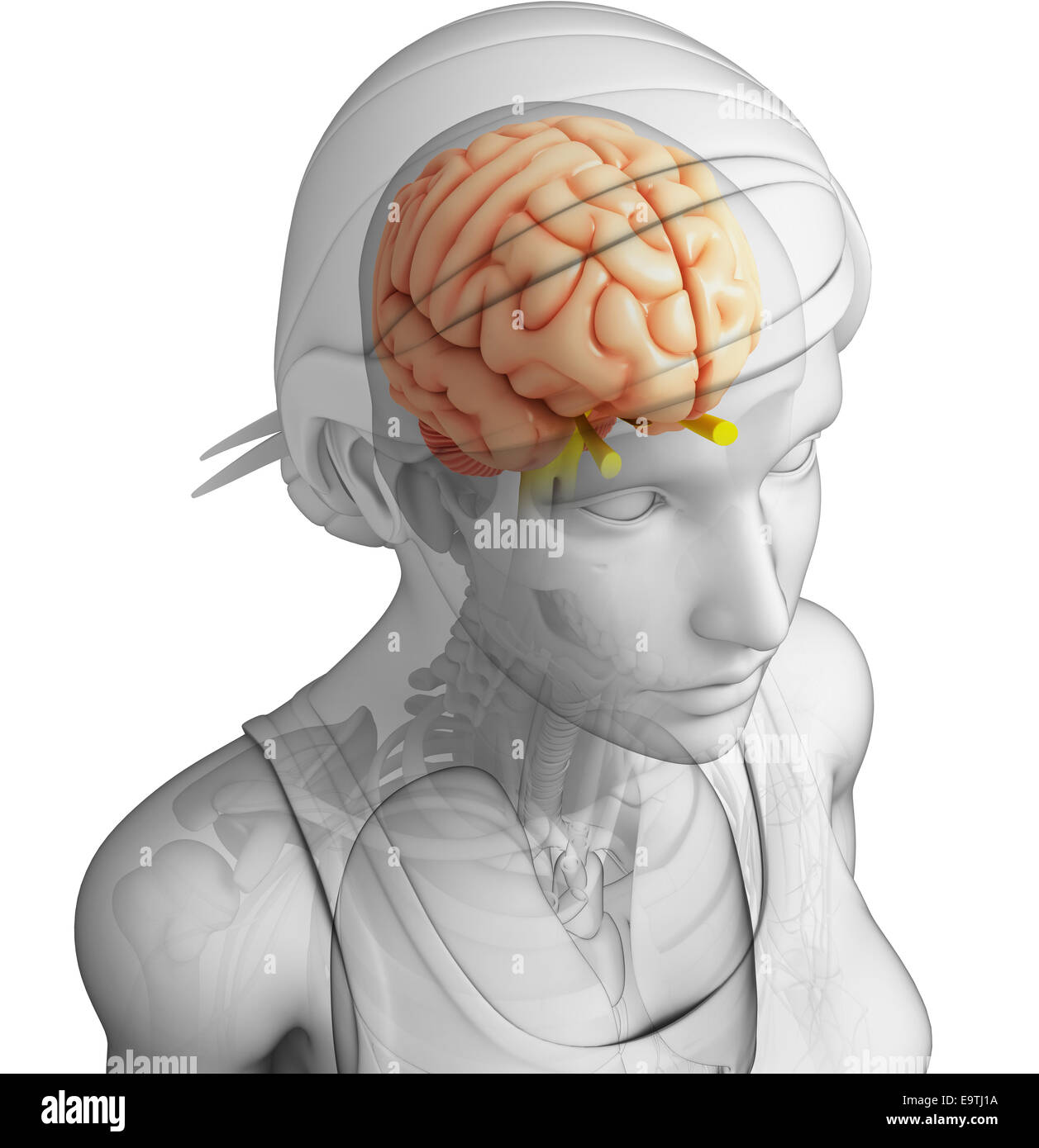 Illustrazione del cervello umano anatomia Foto stock - Alamy