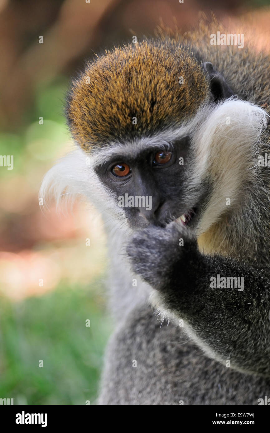 Africa roberto nistri scimmia mammifero mammiferi verticale immagini e ...