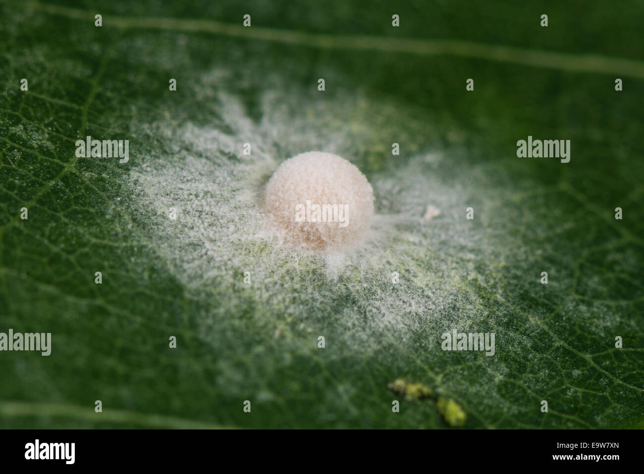 Malattia fungina immagini e fotografie stock ad alta risoluzione - Alamy
