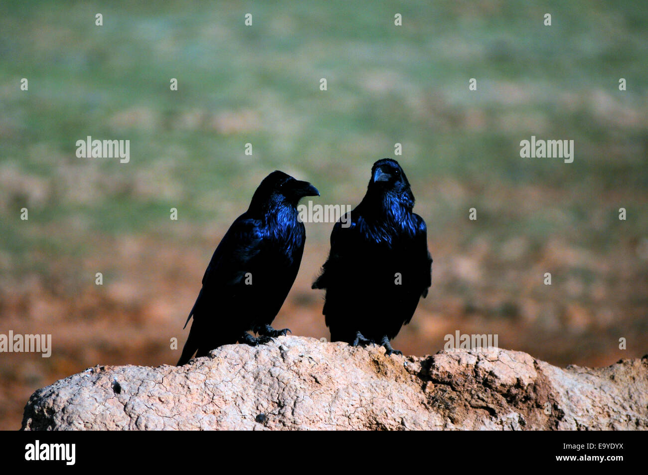Sasso dei corvi immagini e fotografie stock ad alta risoluzione - Alamy