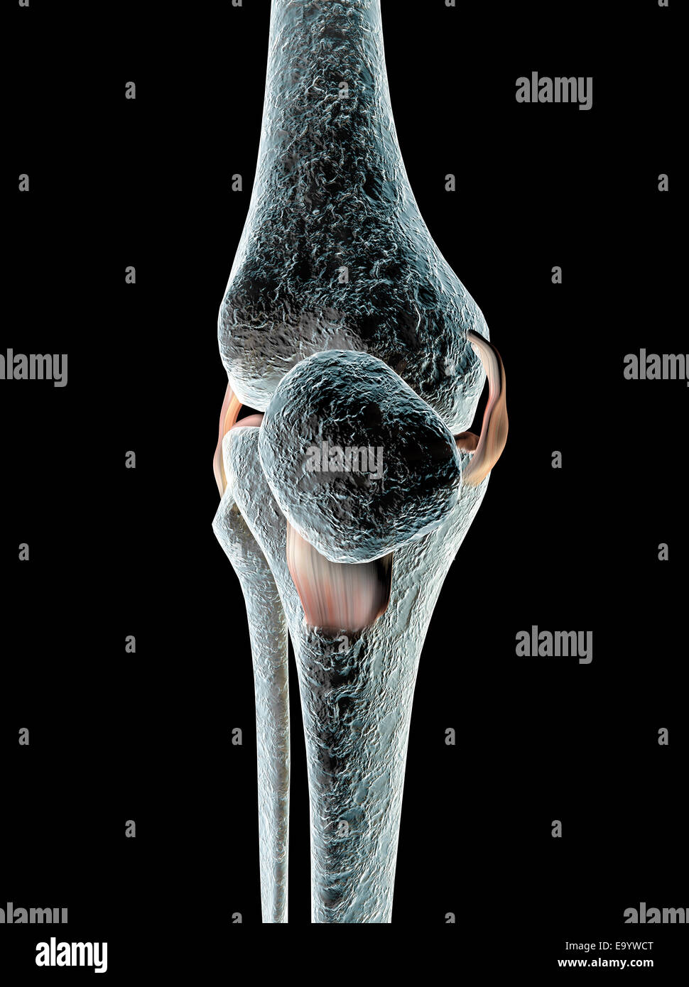 Legamenti del ginocchio visto sui raggi x Foto stock - Alamy