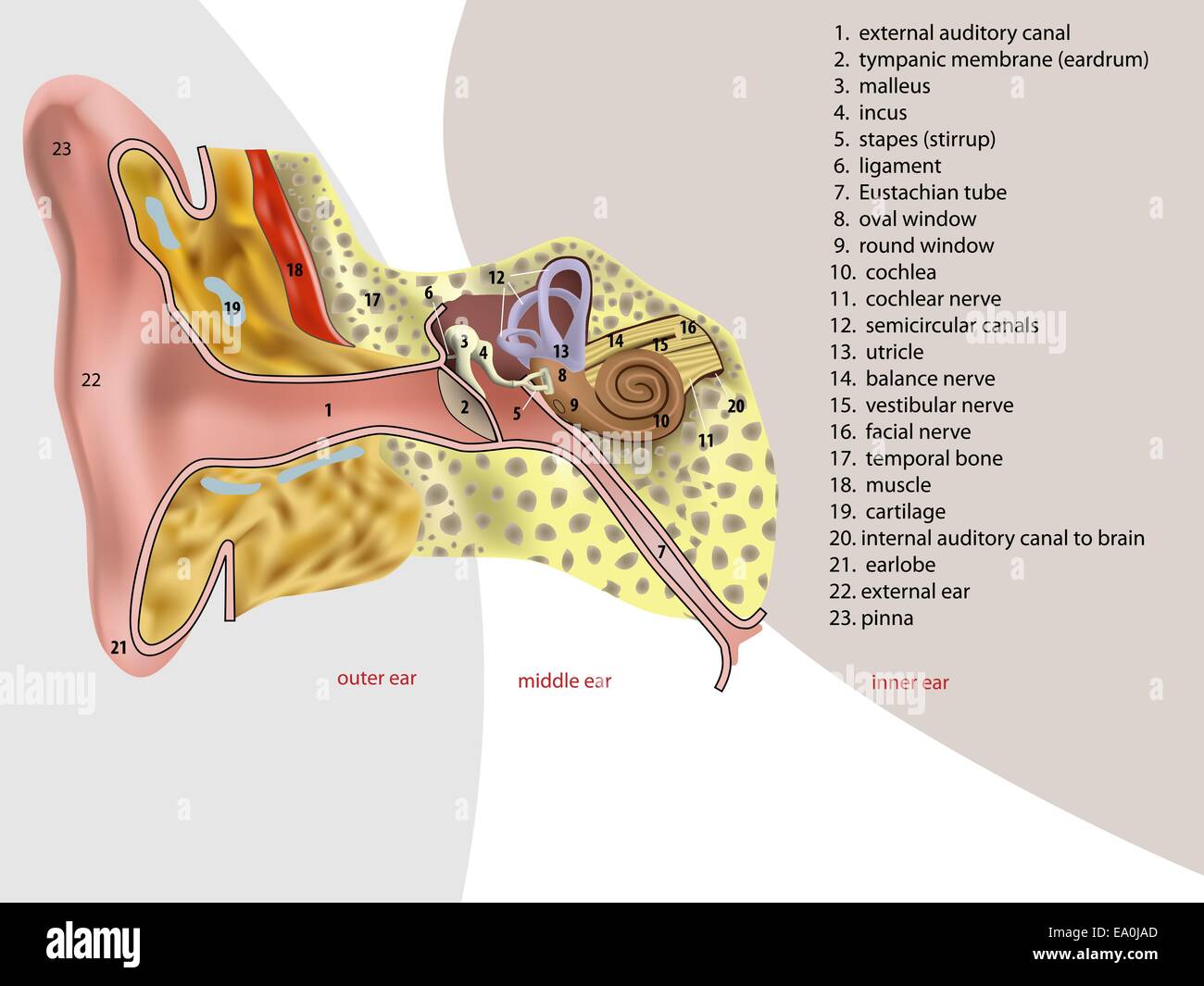 Illustrazione di anatomia dell'orecchio immagini e fotografie stock ad ...