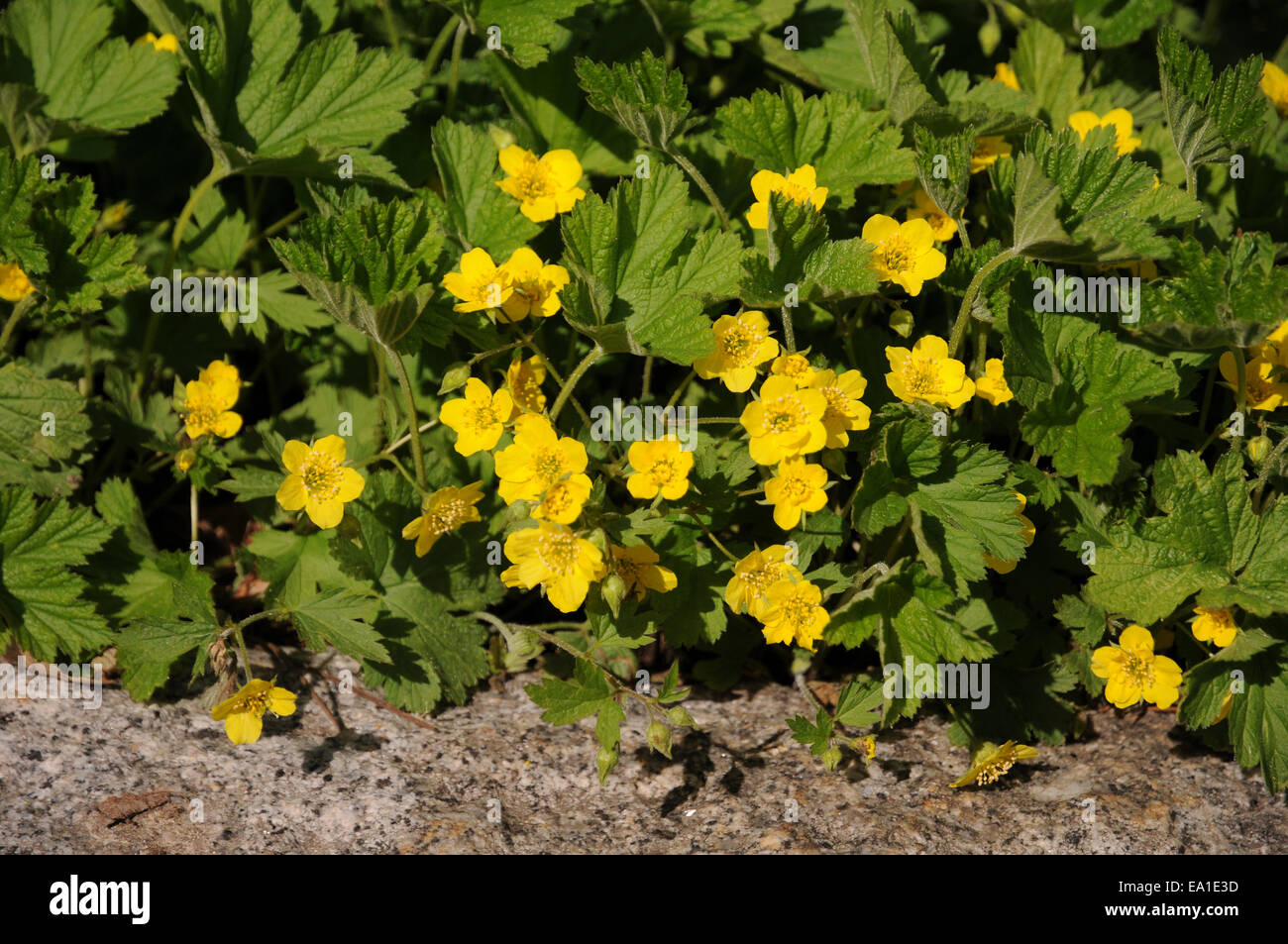 Waldsteinia waldsteinia geoides immagini e fotografie stock ad alta ...