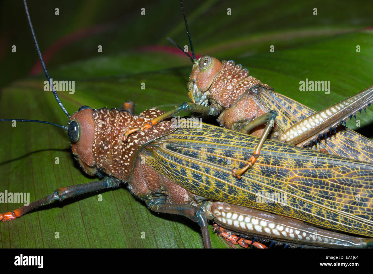 Mating grasshoppers immagini e fotografie stock ad alta risoluzione - Alamy