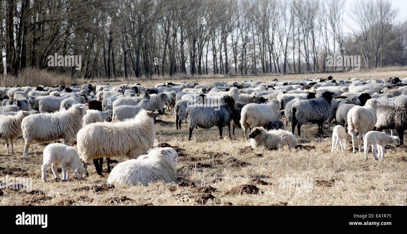 Gregge di pecore immagini e fotografie stock ad alta risoluzione - Alamy