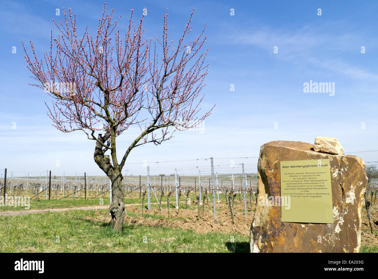 Pesco di vigna immagini e fotografie stock ad alta risoluzione - Alamy