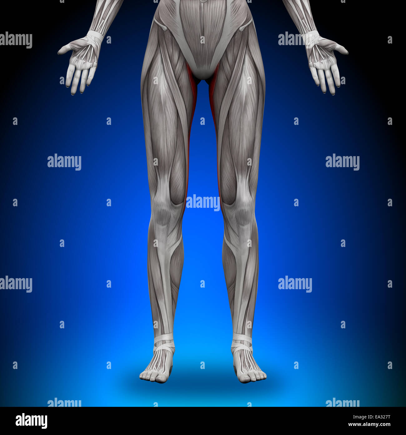 Muscolo gracile immagini e fotografie stock ad alta risoluzione - Alamy