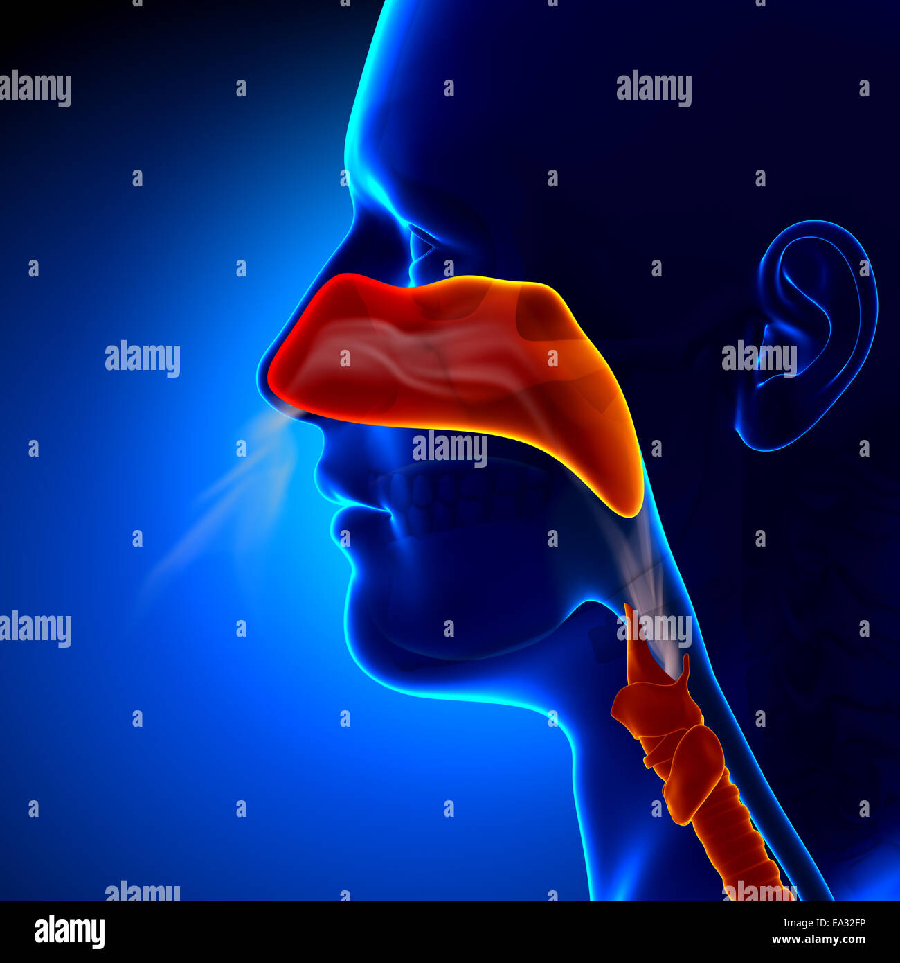 Anatomia del naso e seni paranasali immagini e fotografie stock ad alta ...
