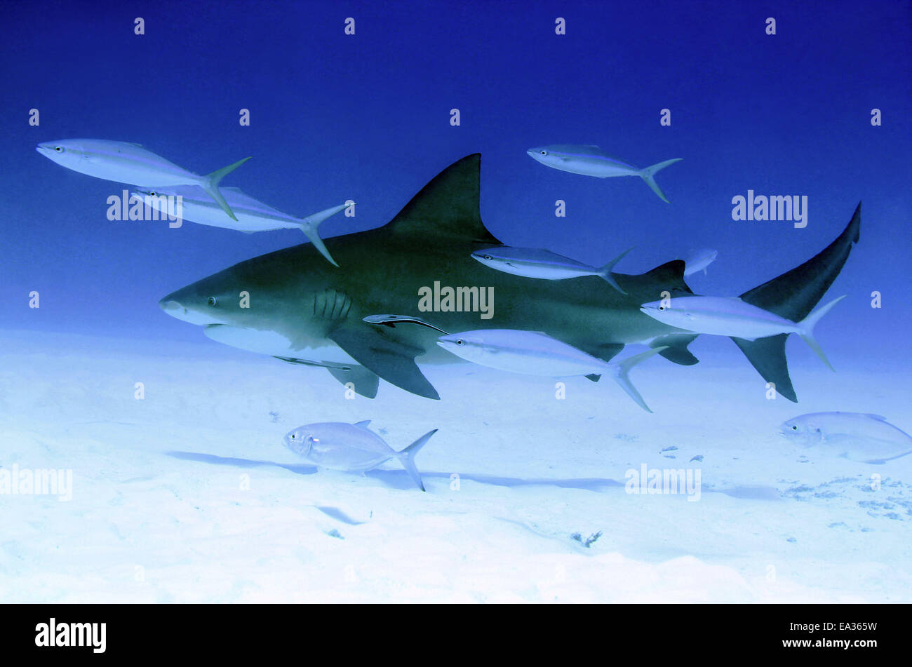 Squalo toro immagini e fotografie stock ad alta risoluzione - Alamy