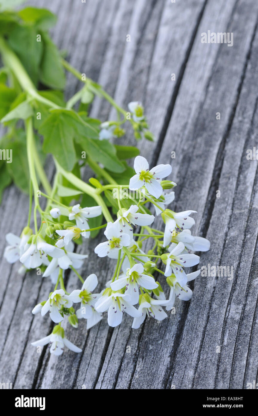 Crescione selvatico immagini e fotografie stock ad alta risoluzione - Alamy