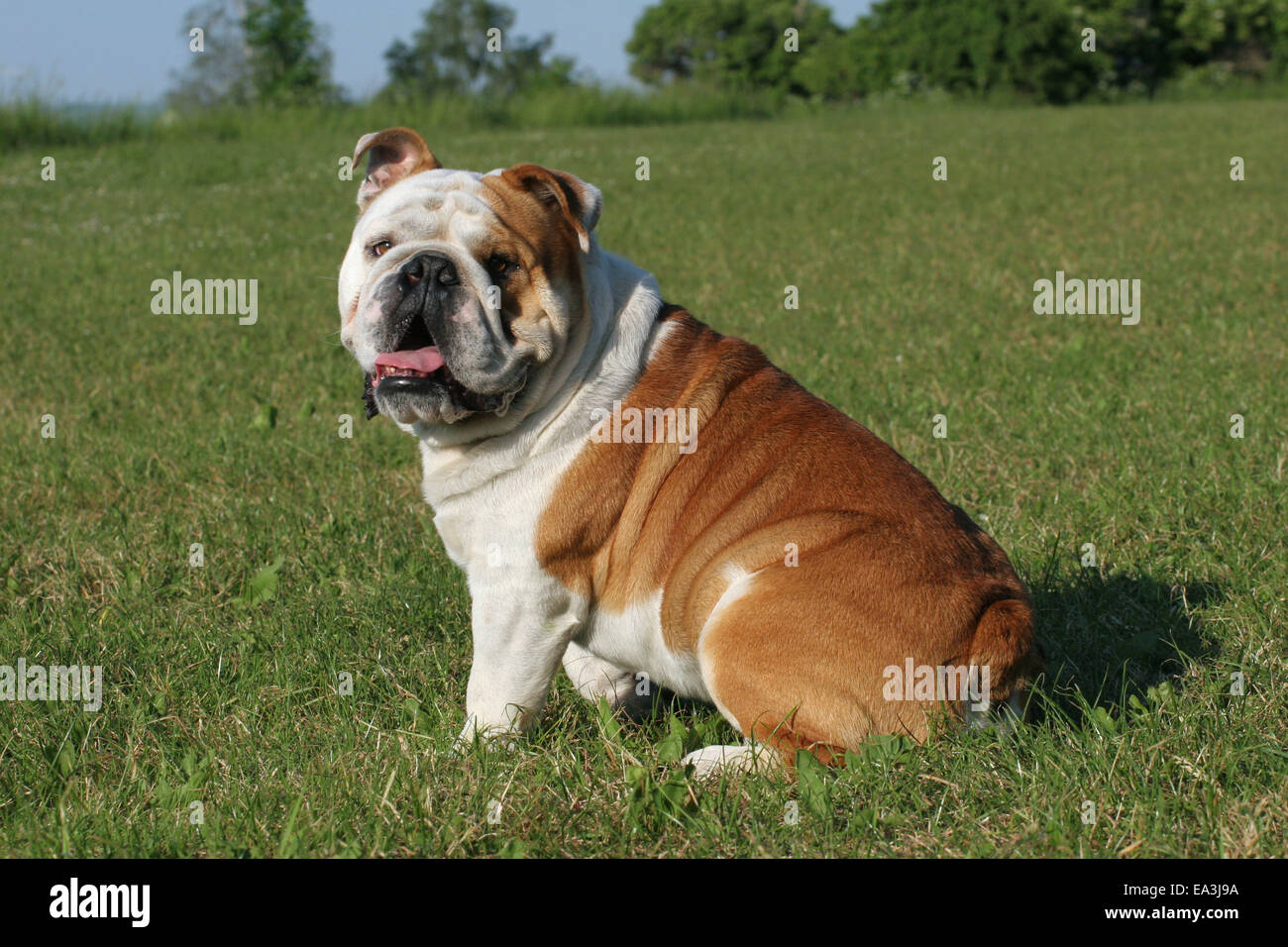 Bulldog ingles immagini e fotografie stock ad alta risoluzione - Alamy