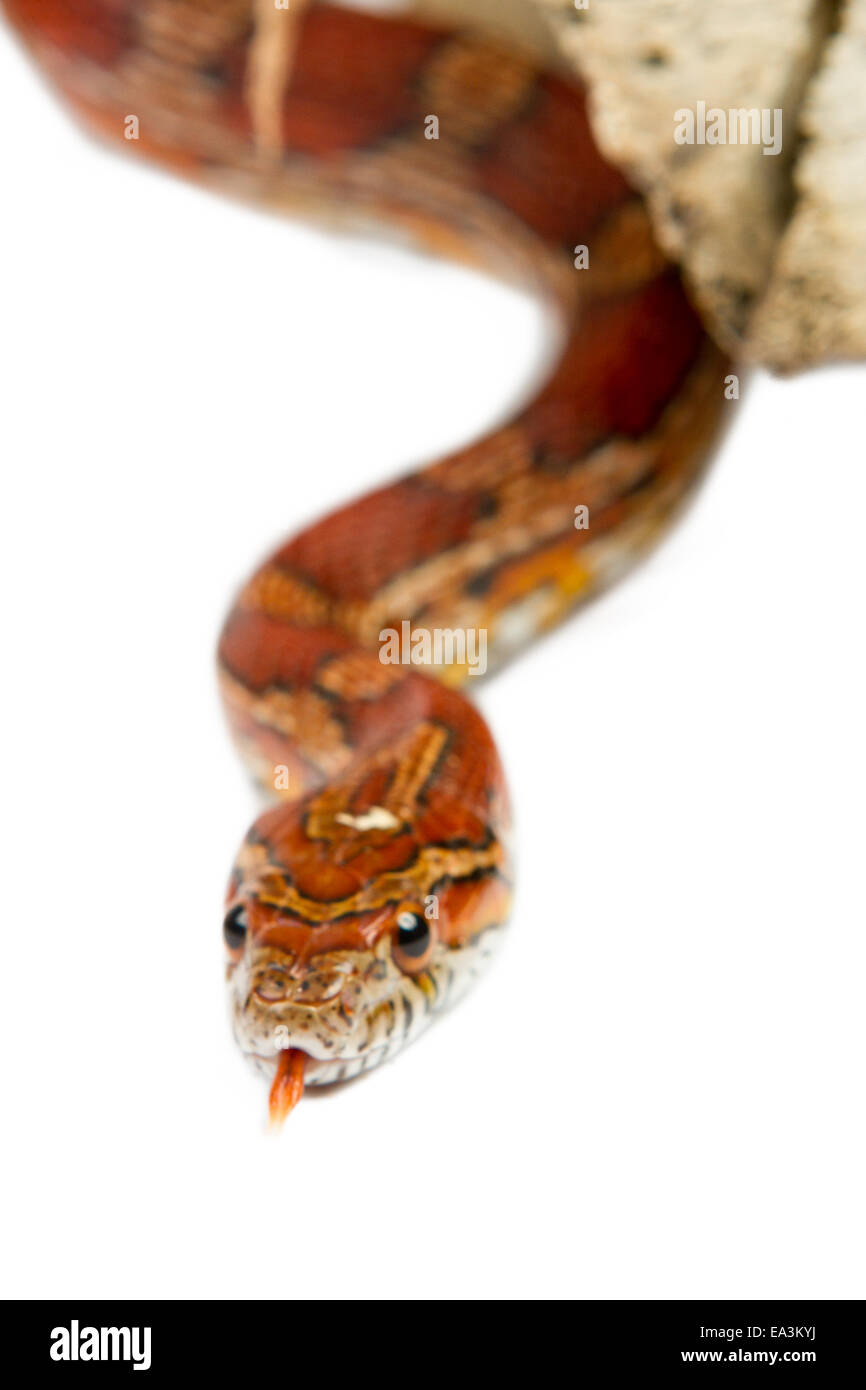 Serpente serpentino immagini e fotografie stock ad alta risoluzione - Alamy