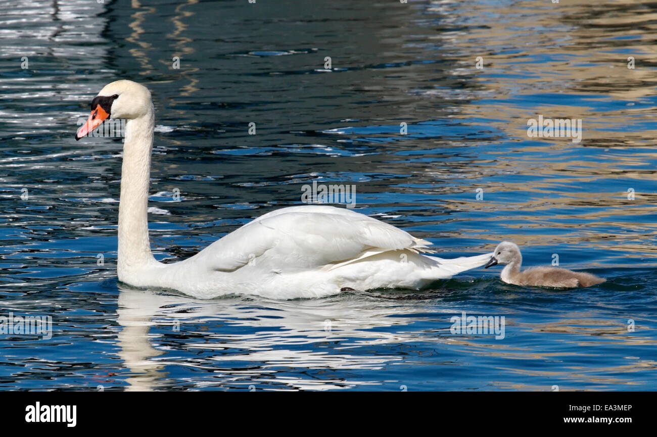 Cigno muto bambino immagini e fotografie stock ad alta risoluzione - Alamy