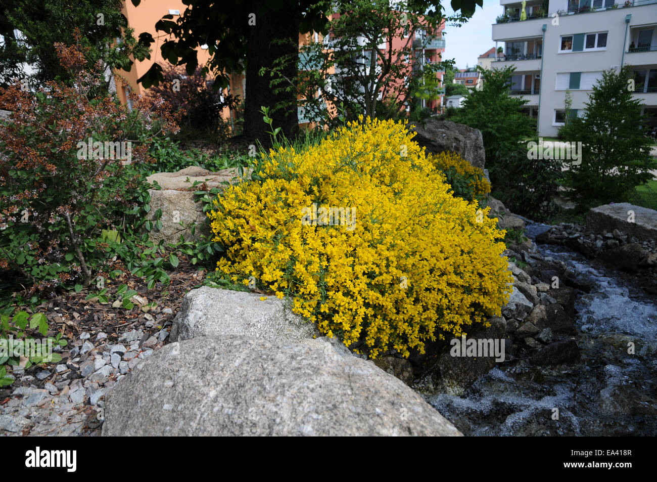 Scopa di lydia immagini e fotografie stock ad alta risoluzione - Alamy