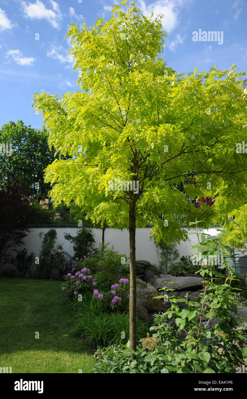 Robinia dorata immagini e fotografie stock ad alta risoluzione - Alamy