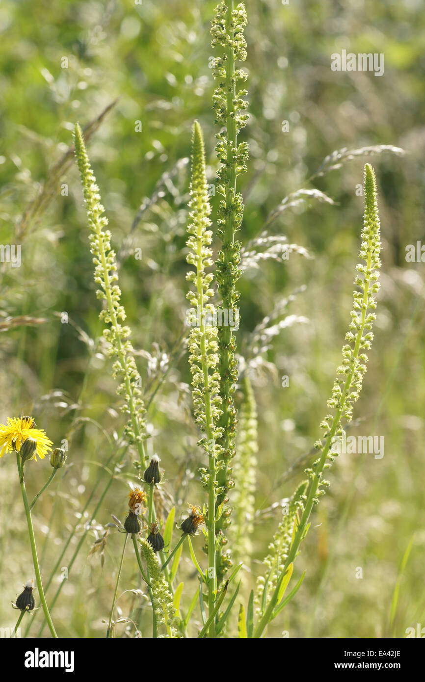 Mignonette comune immagini e fotografie stock ad alta risoluzione - Alamy