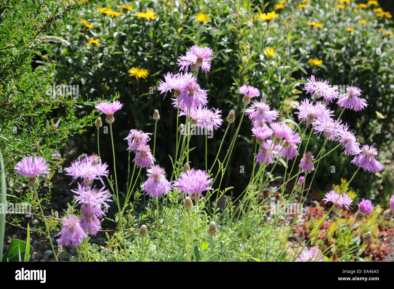 Centaurea pulcherrima immagini e fotografie stock ad alta risoluzione ...