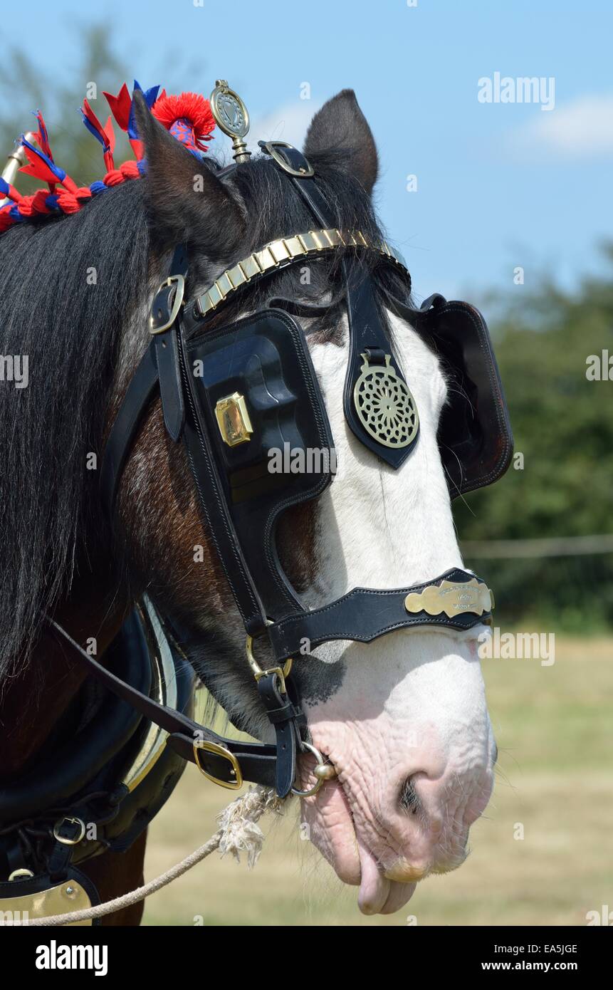 Stallion shire horse immagini e fotografie stock ad alta risoluzione ...