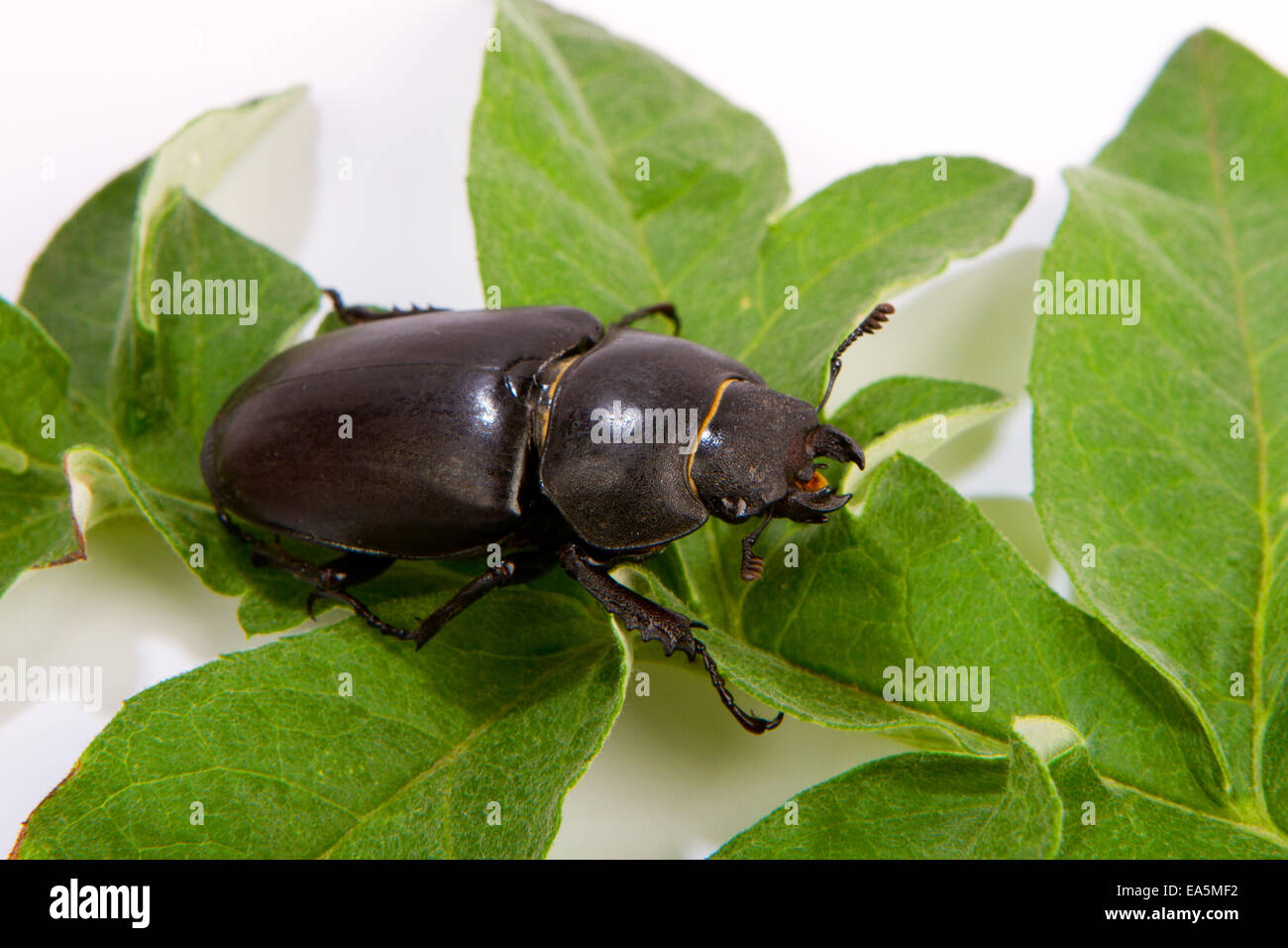 Cervo volante femmina immagini e fotografie stock ad alta risoluzione ...