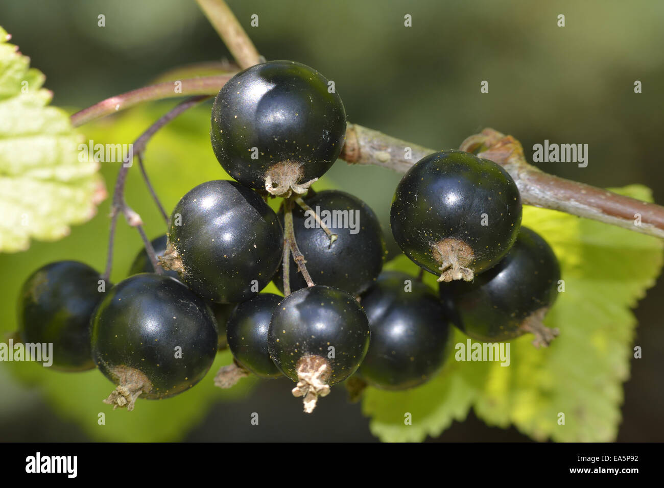Schwarze ribes nigrum immagini e fotografie stock ad alta risoluzione ...