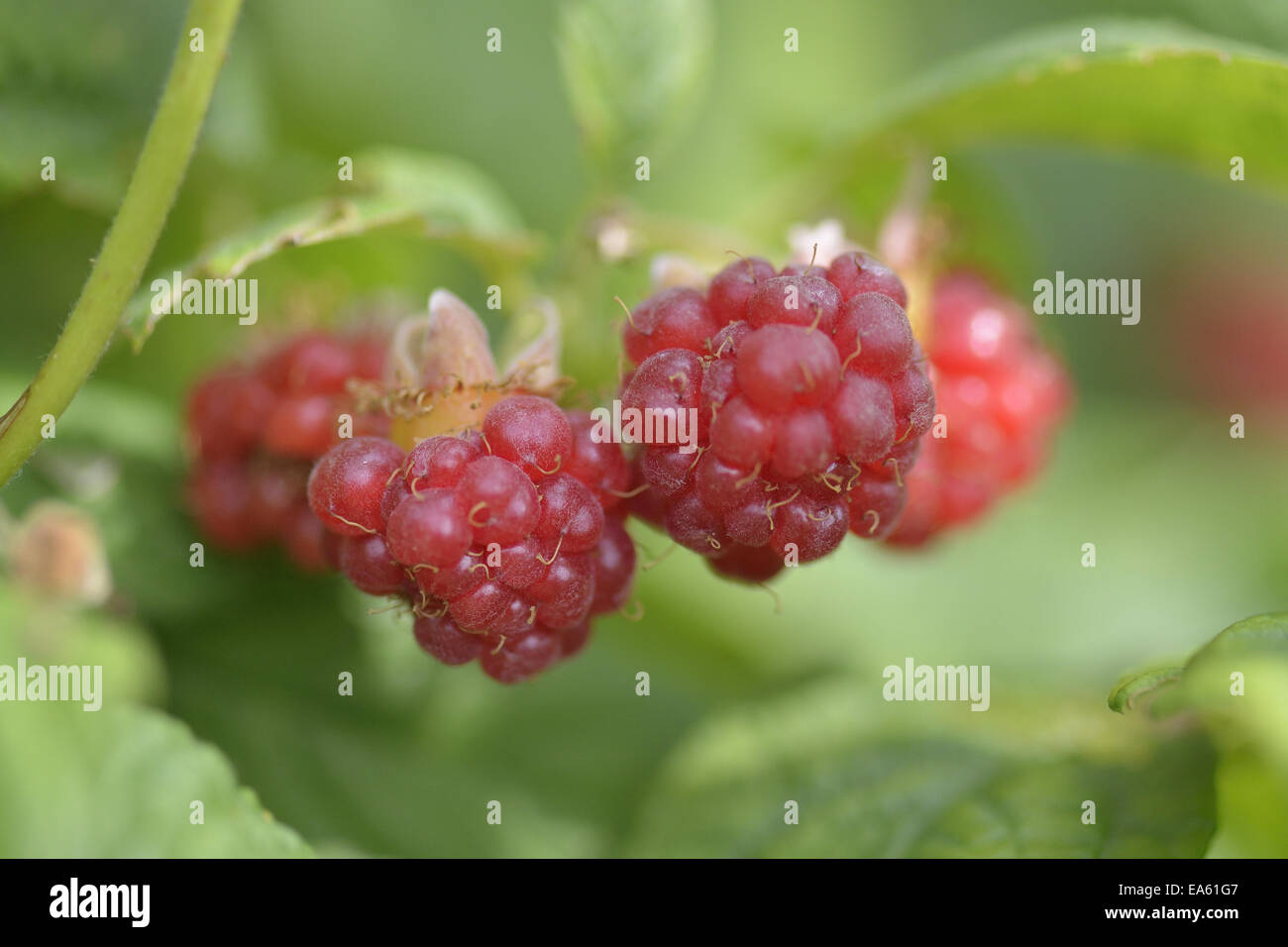 Lampone rosso immagini e fotografie stock ad alta risoluzione - Alamy