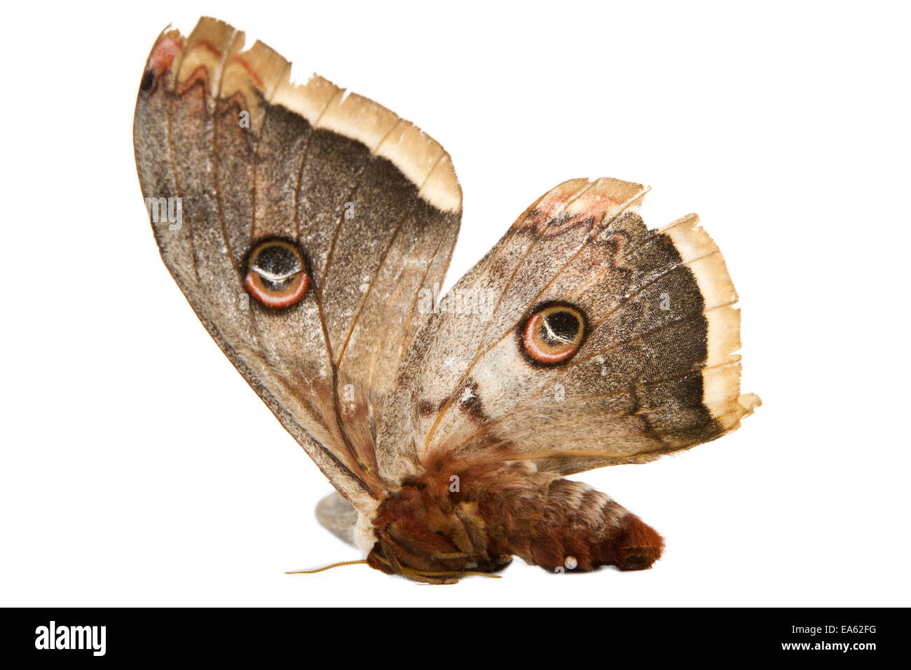 Falena gigante di seta immagini e fotografie stock ad alta risoluzione ...