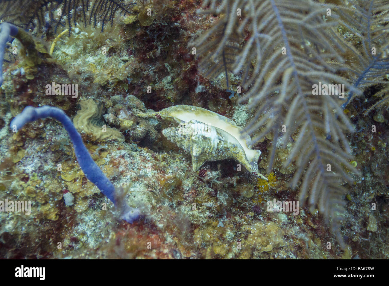 Queen conch shell immagini e fotografie stock ad alta risoluzione - Alamy