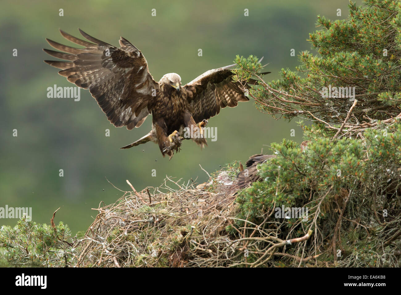 Aquila reale immagini e fotografie stock ad alta risoluzione - Alamy
